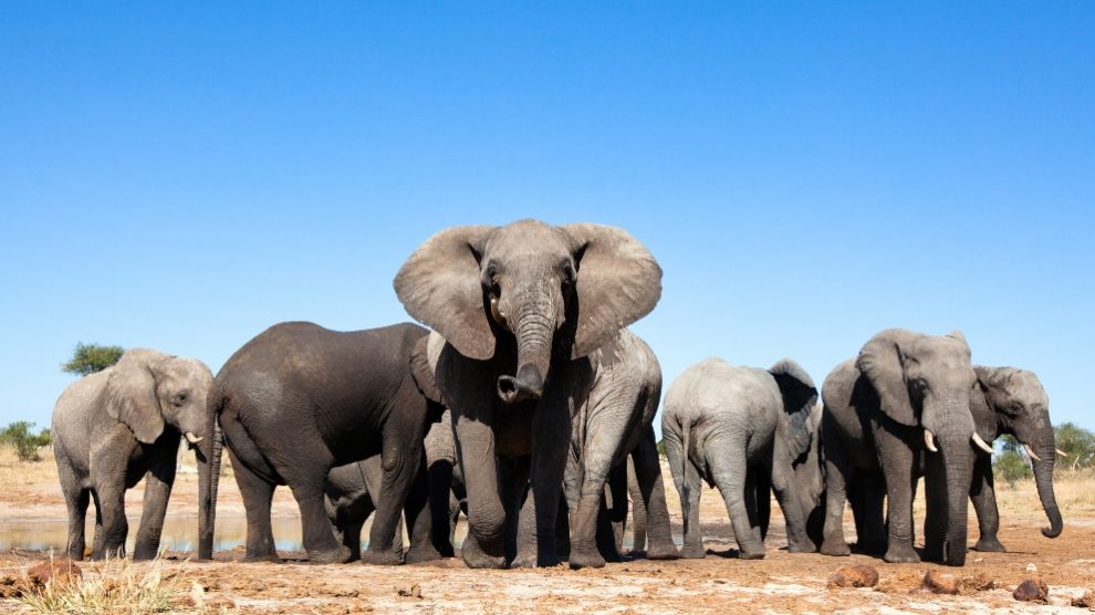 Distintos tamaños de elefantes
