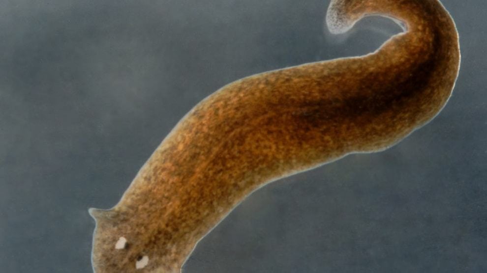 Planaria: Descubre qué es