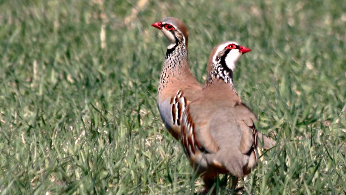 🥇 ¿Cuándo crían las perdices? Todo sobre su reproducción | TUBAZO