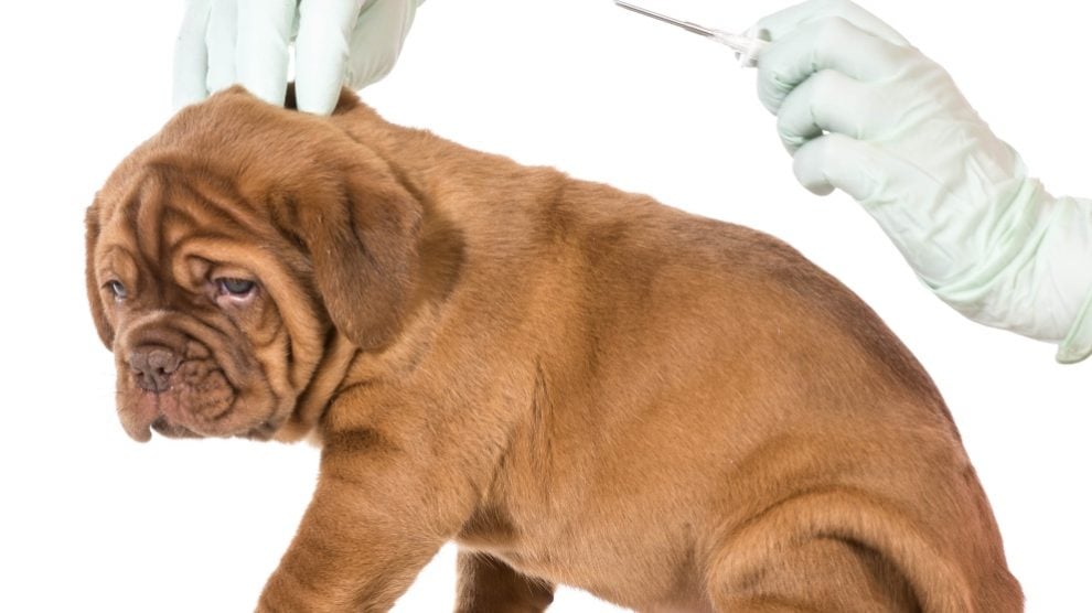 6 tips para colocar un chip en tu perro