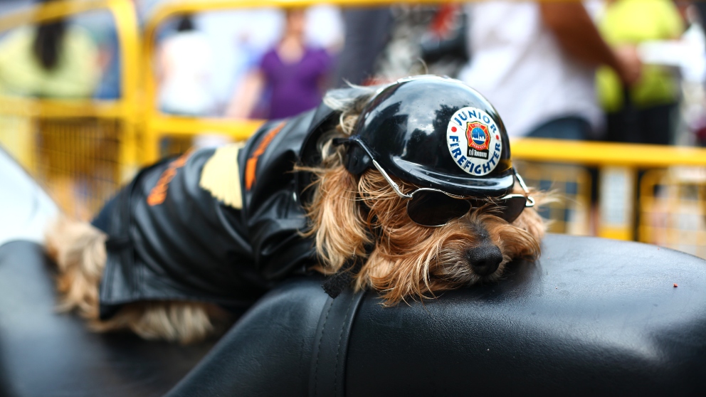 5 consejos para viajar en moto con tu perro