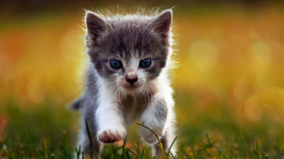 6 tips para cuidar a un gato neonato huérfano