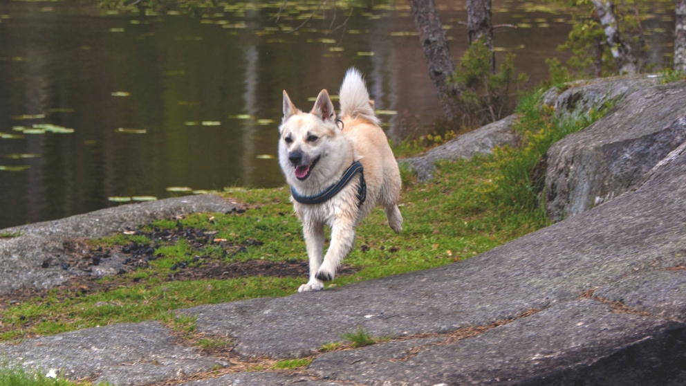 Razas de perros: Norsk Buhund de Noruega