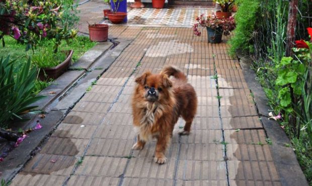 Revista Veterinaria Argentina » 6 razas de perros asiáticos.