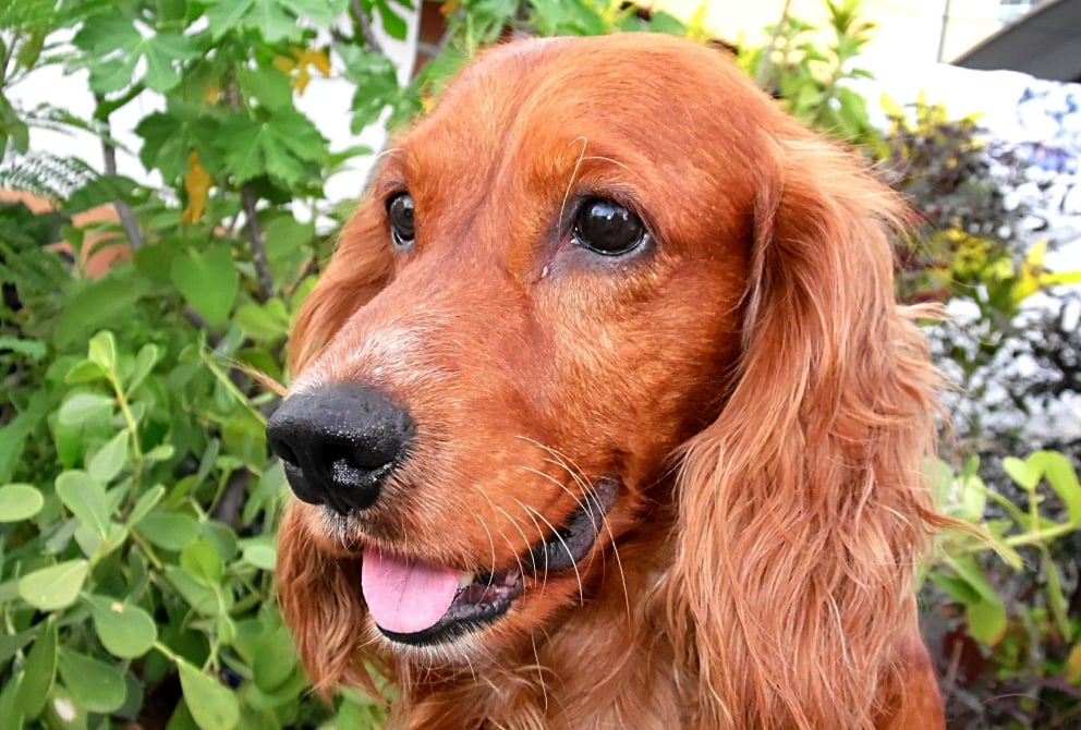 5 razas de perros de Estados Unidos