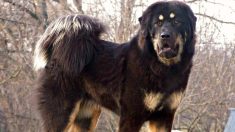 10 razas de perros asiáticos: características