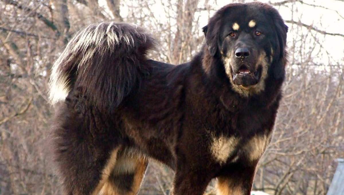 10 razas de perros asiáticos: características