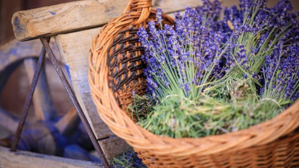 Cómo hacer un ramo de lavanda paso a paso de forma original