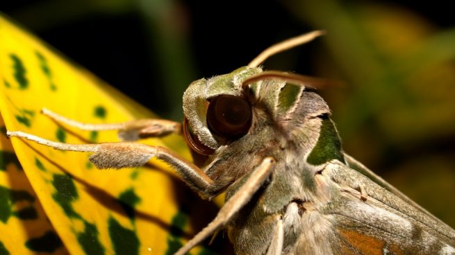 Los 5 insectos más feos del mundo