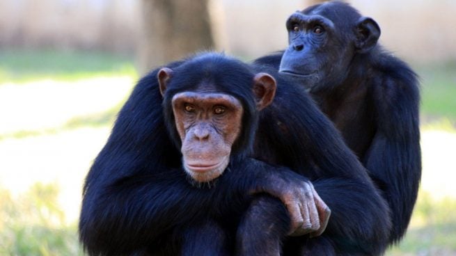 Los 10 animales más inteligentes