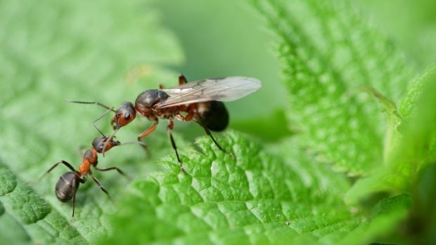 El importante papel de la hormiga reina