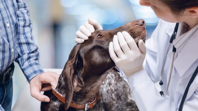 Orzuelo en perros: Prevención y tratamiento