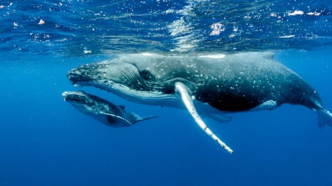 Ballenas, ¿cómo se alimentan?