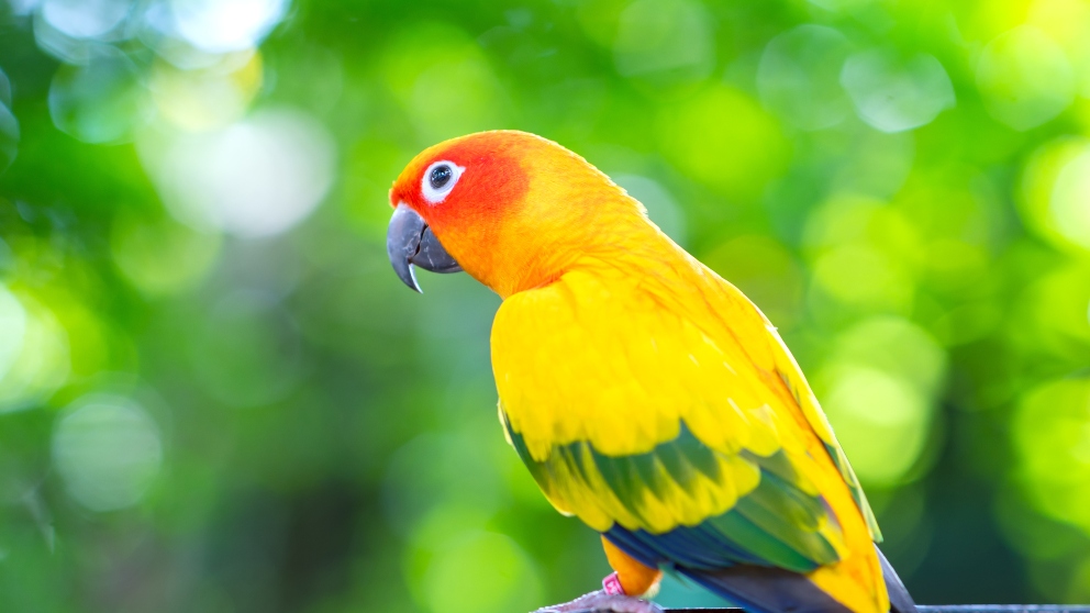 5 clases de pájaros tropicales