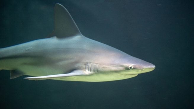 ¿Cómo es el tiburón gris?