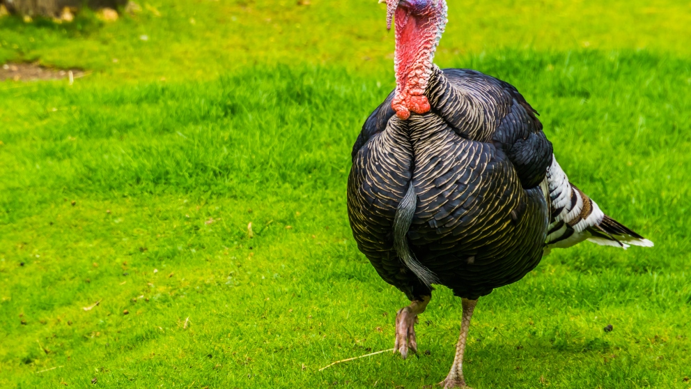 5 consejos para alimentar a un pavo doméstico