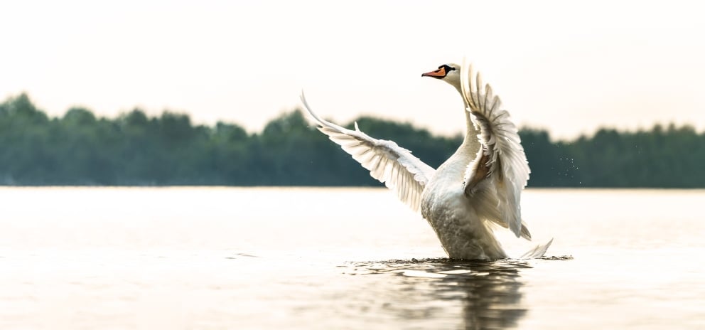 Todo sobre el cisne, un ave fascinante