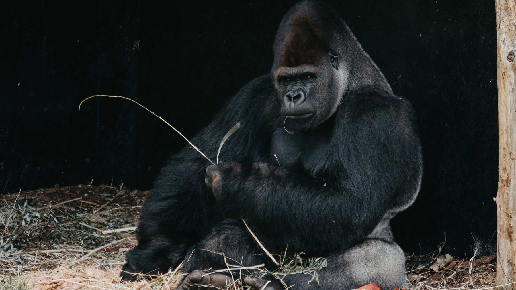 Los 10 animales más inteligentes