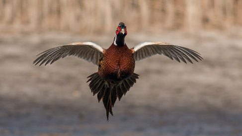 Lo que debes saber sobre el faisán