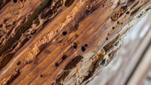 Cómo tapar los agujeros de la carcoma en la madera