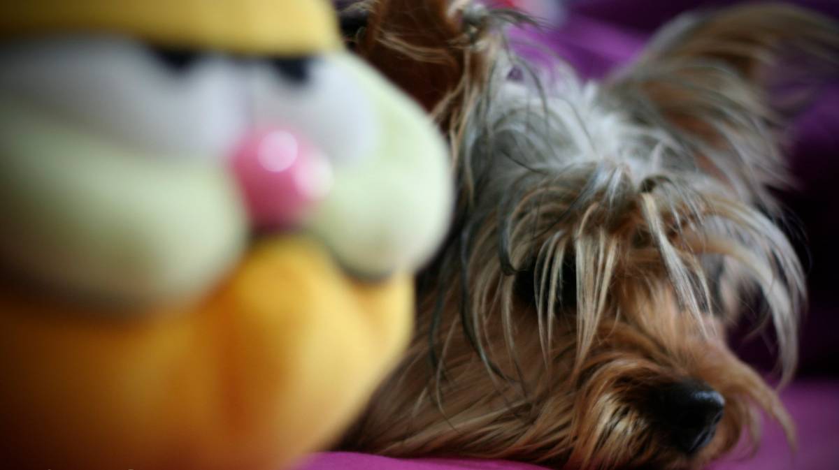 🥇 ¿Qué colores de perros hay y por qué nacen con distinto pelaje? | TUBAZO