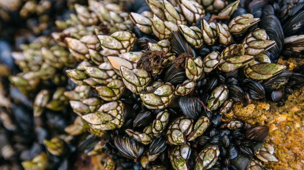 Percebes: Lo que debes saber sobre este marisco