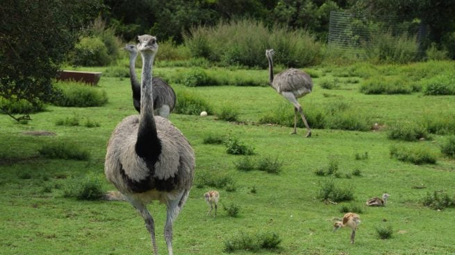 Las 5 aves más grandes del mundo