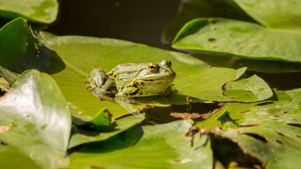 Sapos y ranas: ¿Qué diferencias hay?