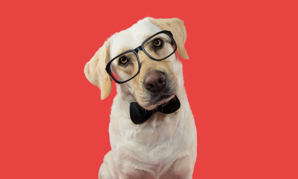 5 consejos para potenciar la inteligencia de tu perro