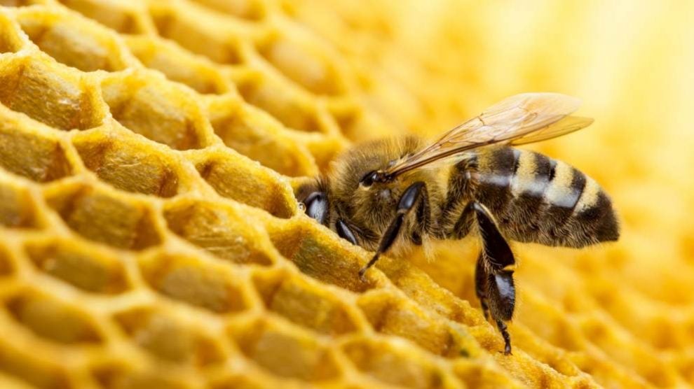 La aportación de las abejas al ecosistema