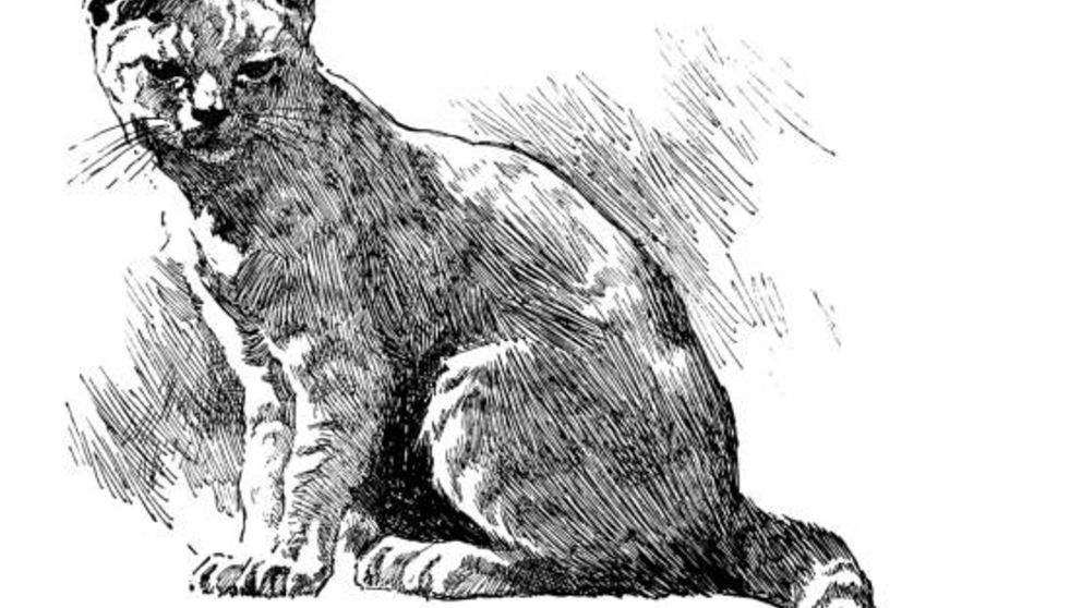 Cómo Dibujar Un Gato Paso A Paso Y De Forma Fácil