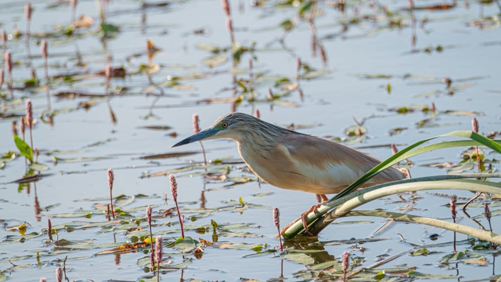 La fauna de lagos y pantanos