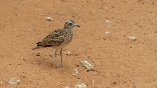Lo que debes saber sobre el alcaraván