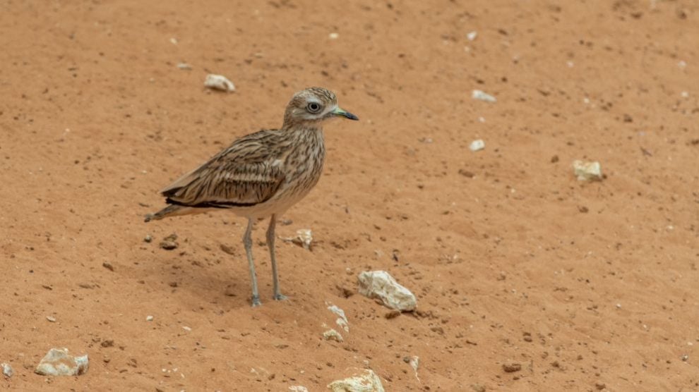 Lo que debes saber sobre el alcaraván