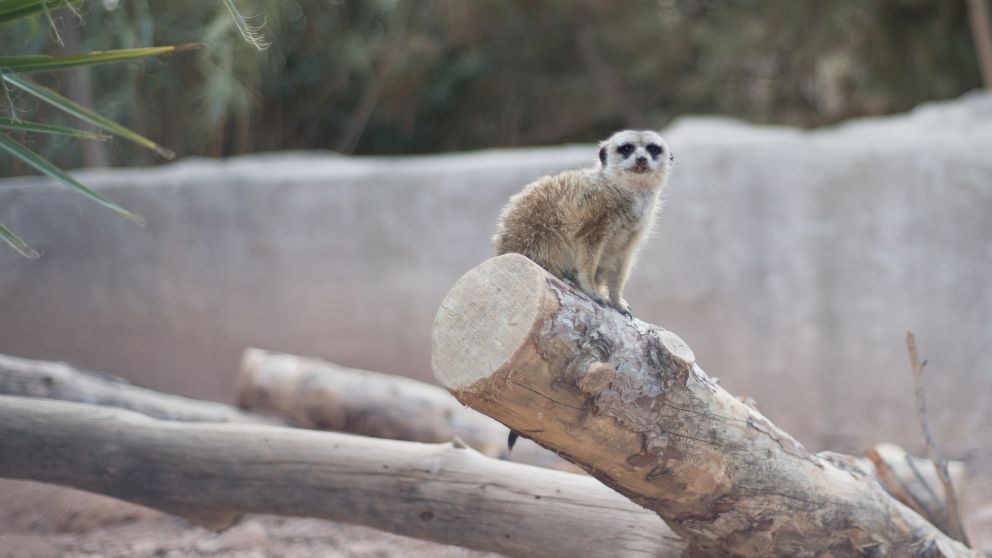 6 tips para tener un mini zoo en casa