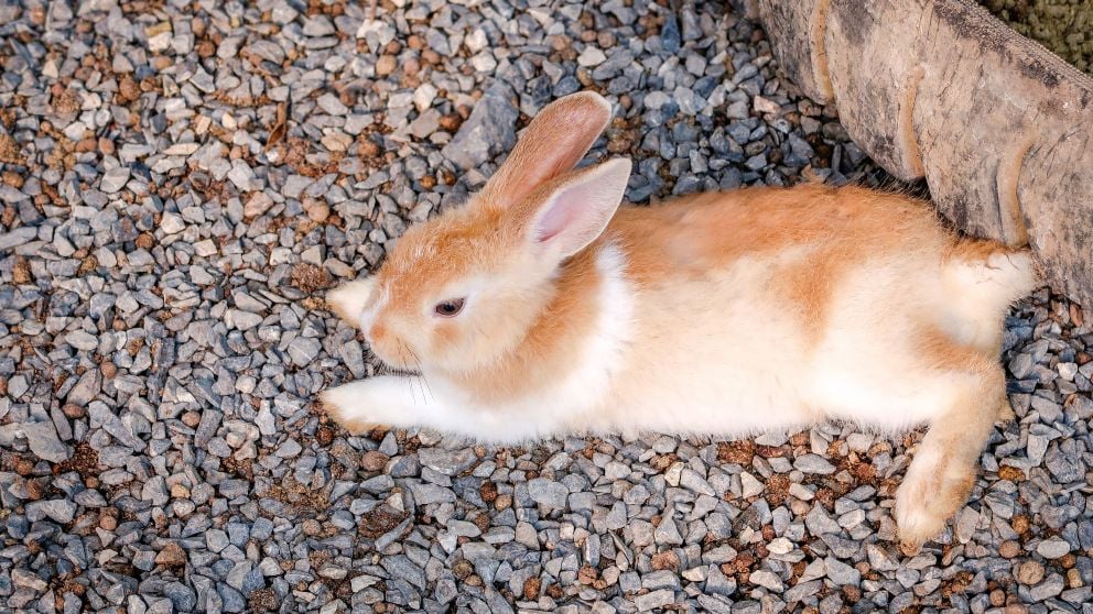 Cómo prevenir la sarna en el conejo doméstico