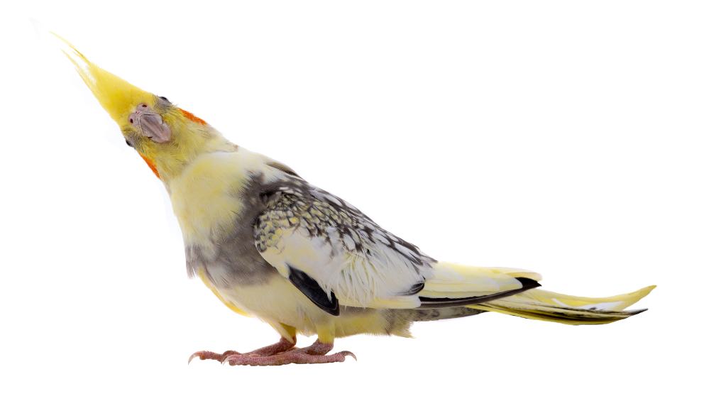 5 consejos para cuidar una ninfa carolina