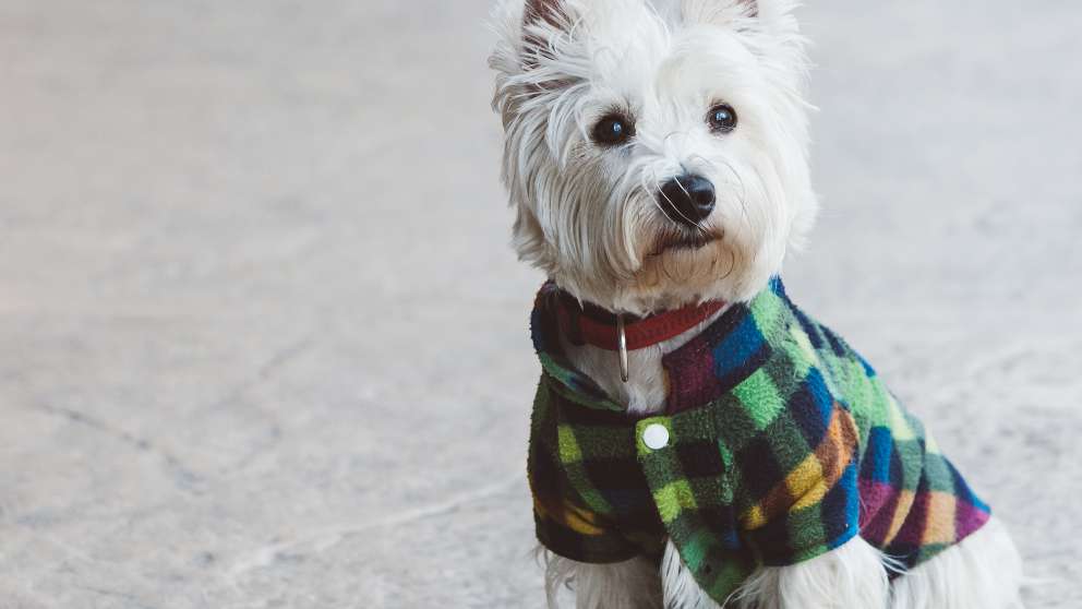 5 consejos para elegir ropa para tu mascota