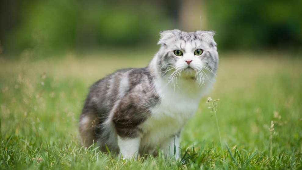 ¿Cómo es el gato Scottish Fold?