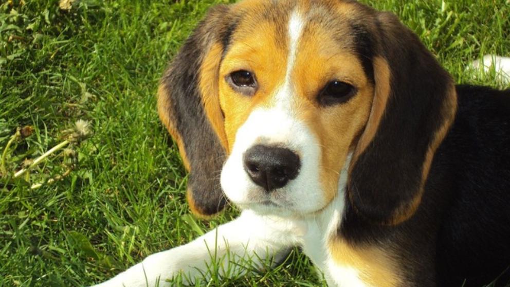 ¿Cómo es el perro sabueso español?