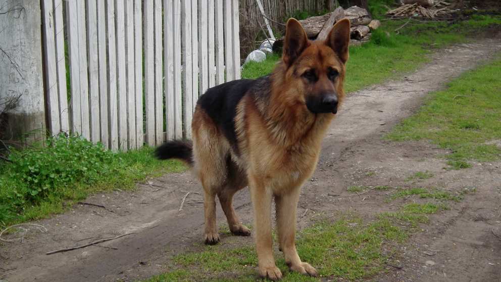 5 tips para calmar a un perro enfadado