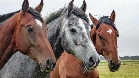 Los colores en el pelaje de los caballos