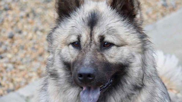Razas de perro con la lengua azul