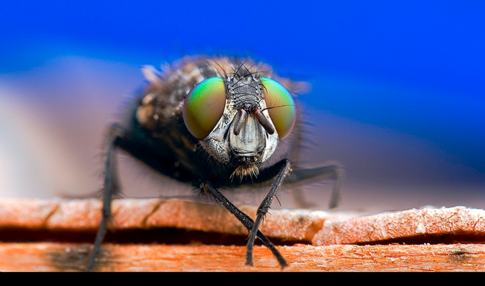 ¿Sabes lo que es la miasis?