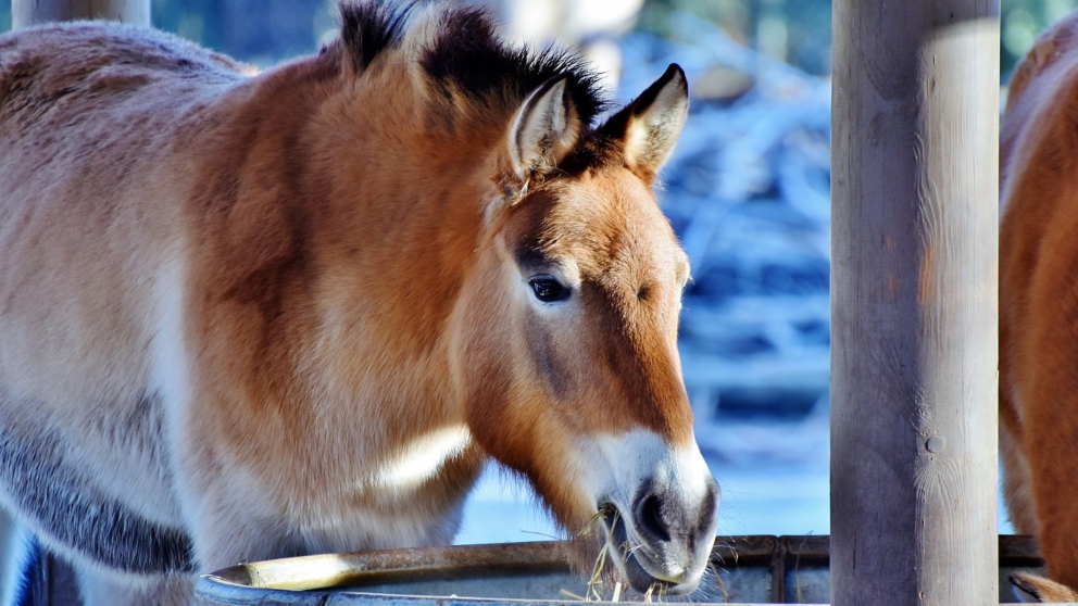 El origen de la mula
