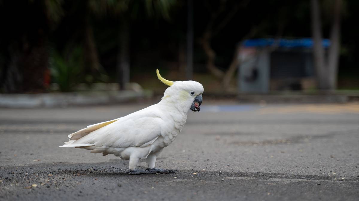Cacatúa: tipos, curiosidades y cuidados
