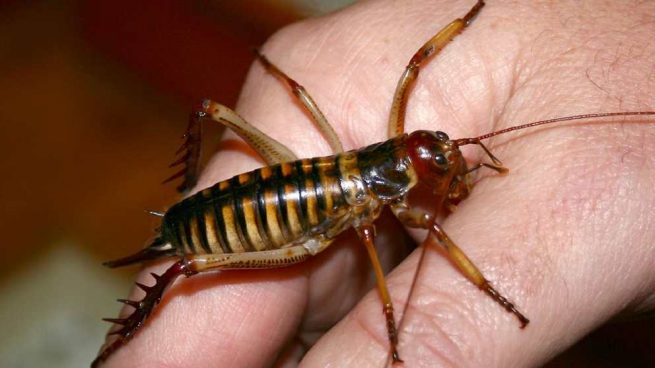 ¿Cuál es el insecto más grande del mundo?