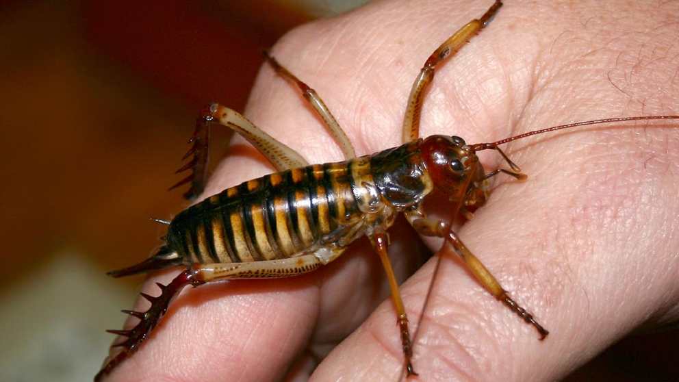 ¿Cuál es el insecto más grande del mundo?