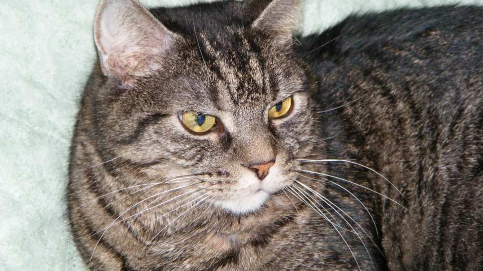 Lo que debes saber sobre el gato manx