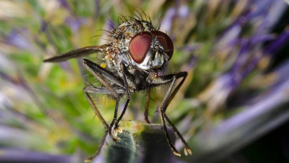 ¿Has oído hablar de la mosca del establo?